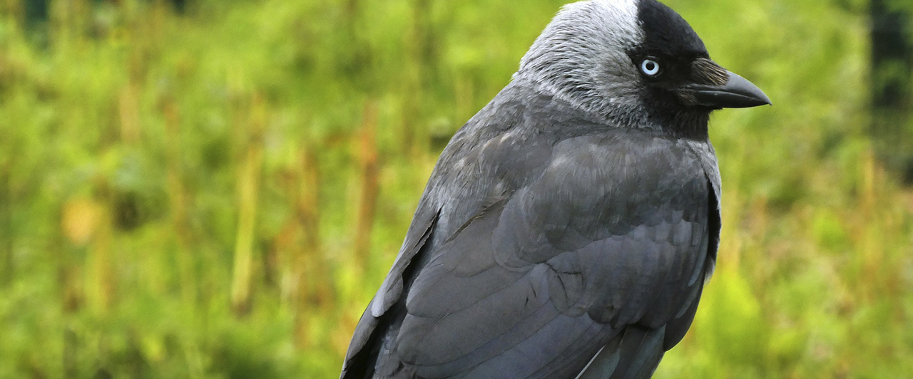 Fåglar - Trosa kommun